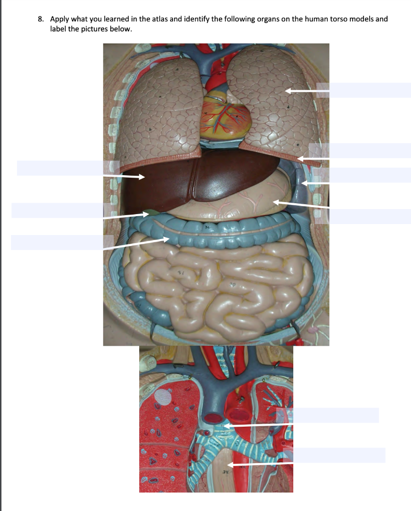 Solved 7. Using the Visible Body Human Anatomy Atlas App: - | Chegg.com