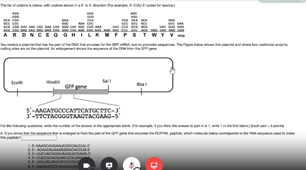 Solved The list of codons is below, with codons shown in a | Chegg.com