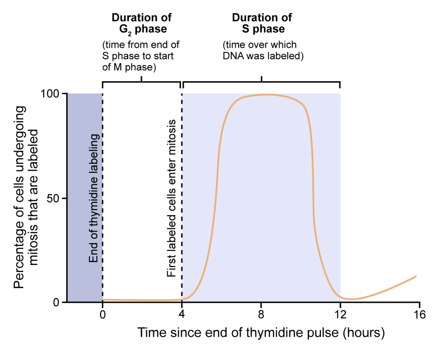 Solved A pulse-label experiment is performed on a certain | Chegg.com