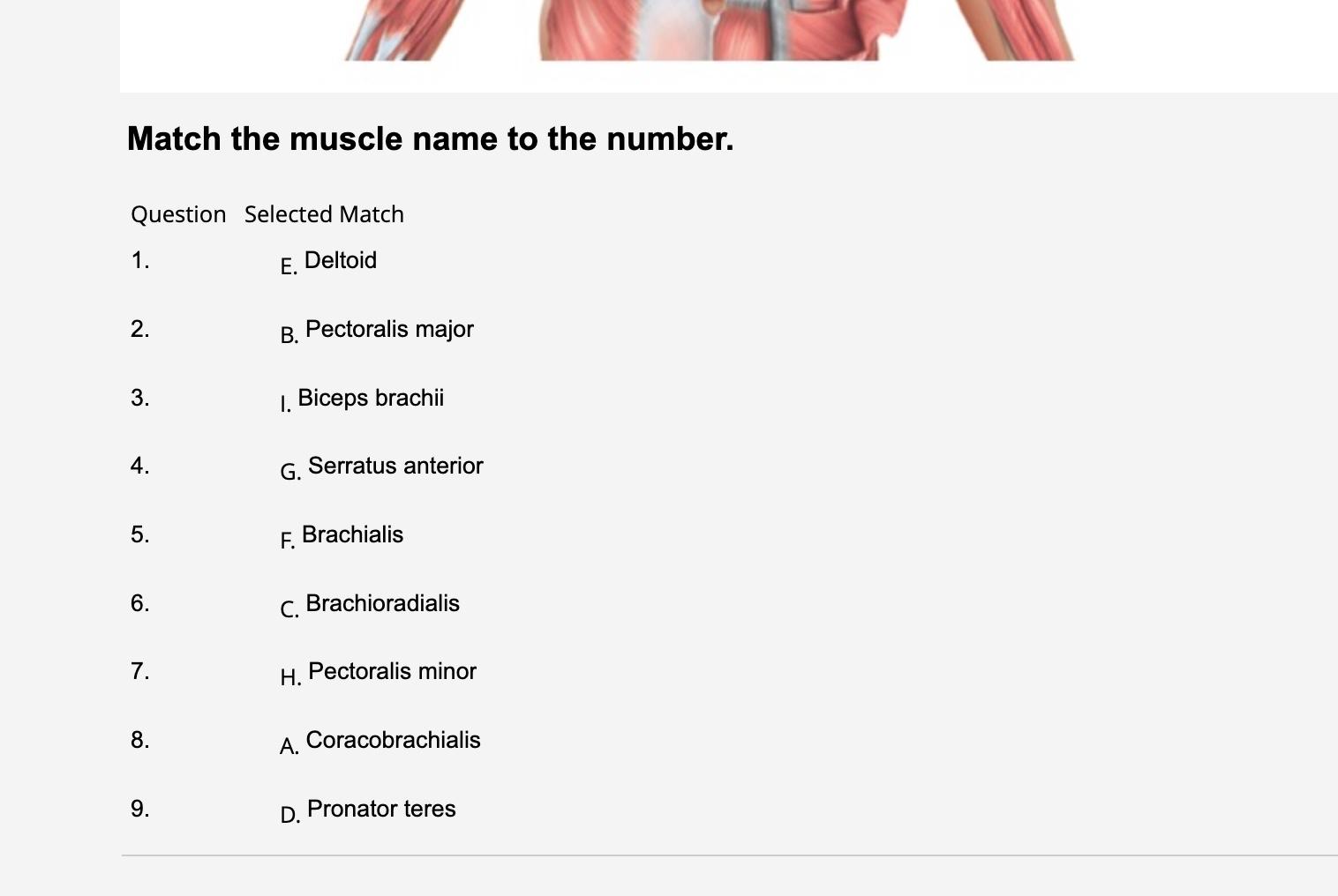 Solved Match the muscle name to the number. Question | Chegg.com