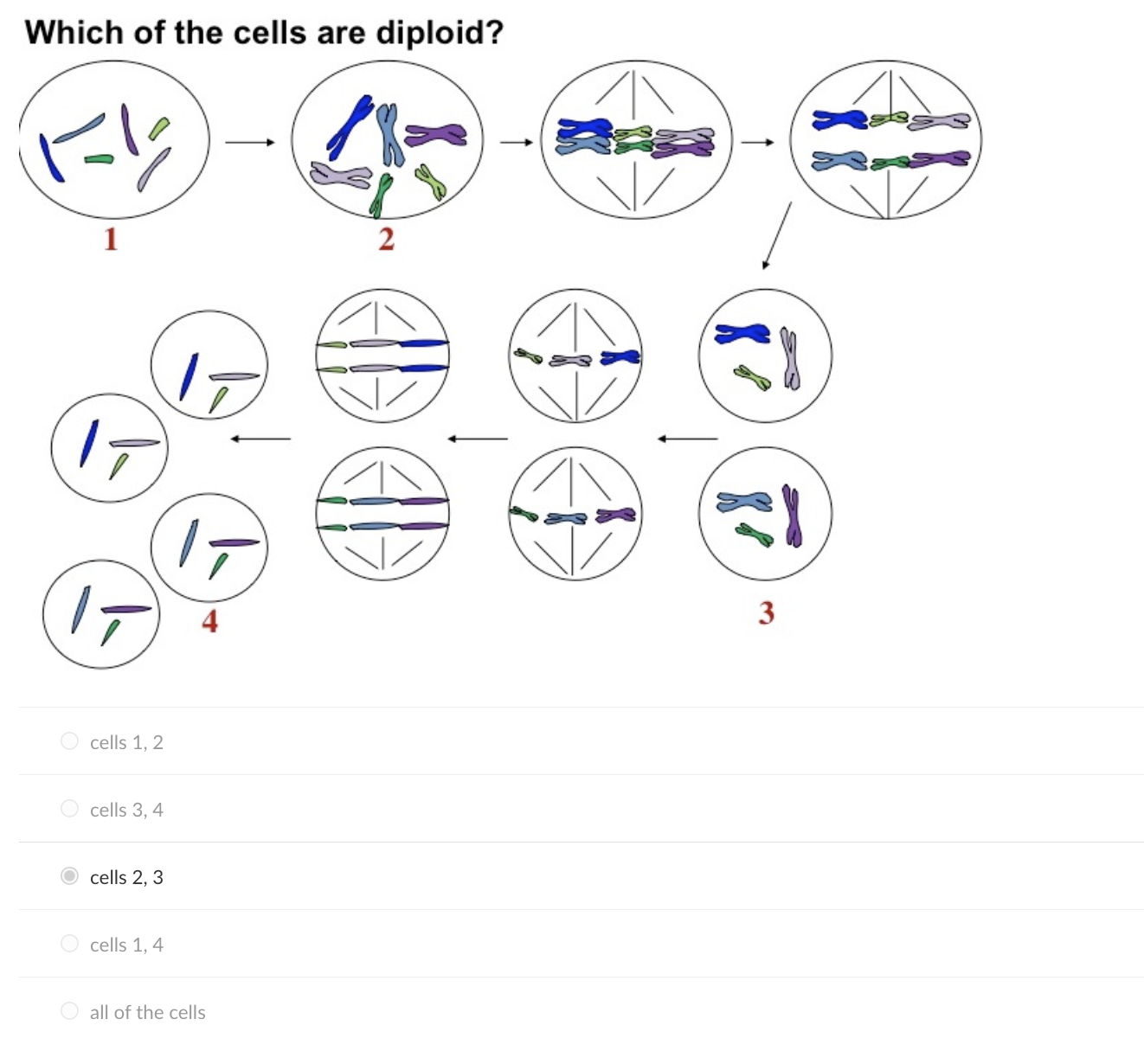 Solved Which of the cells are diploid? cells 1,2 cells 3,4 | Chegg.com