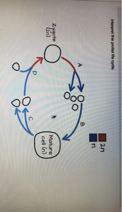 Solved Interpret this protist life cyole. 2n Zygote 2n) | Chegg.com