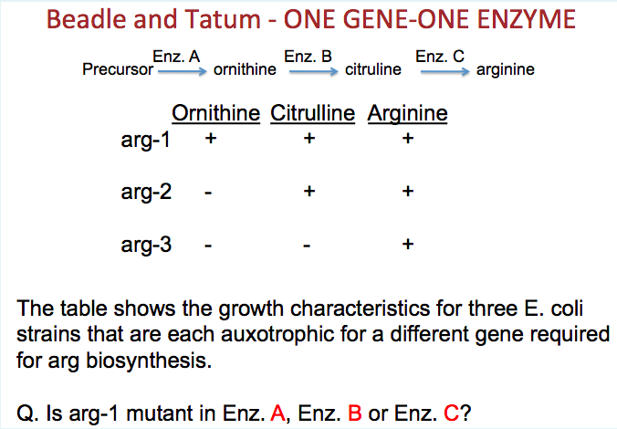 Solved Beadle and Tatum - ONE GENE-ONE ENZYME Enz. A Enz. B | Chegg.com