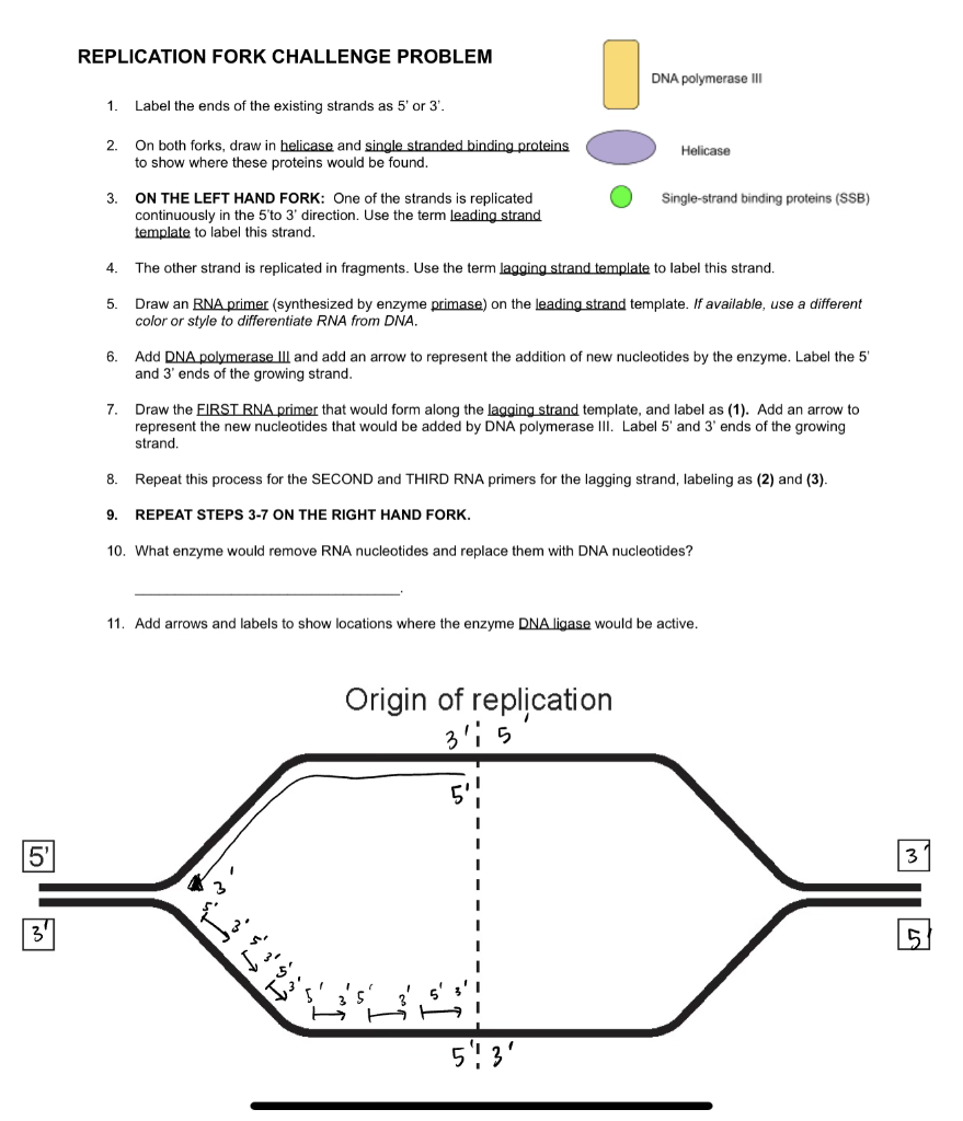 Solved REPLICATION FORK CHALLENGE PROBLEM DNA polymerase III | Chegg.com