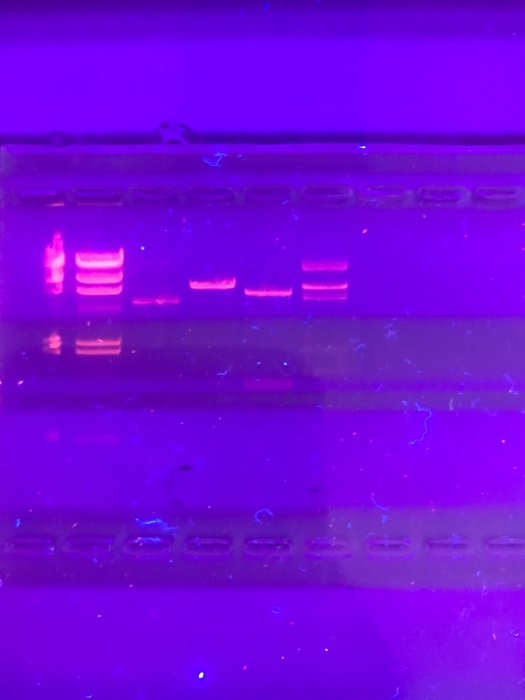 Solved Use semi-log graph to create standard curve and | Chegg.com