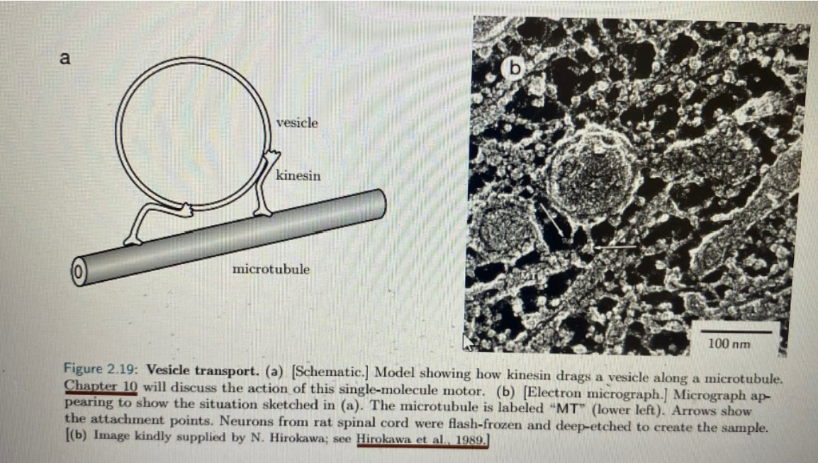 Solved Most eukaryotic cells are about 10μm in diameter, but | Chegg.com