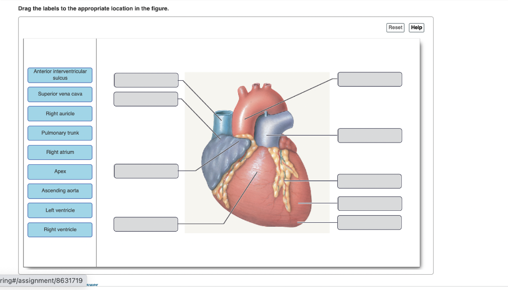 Solved Drag the labels to the appropriate location in the | Chegg.com