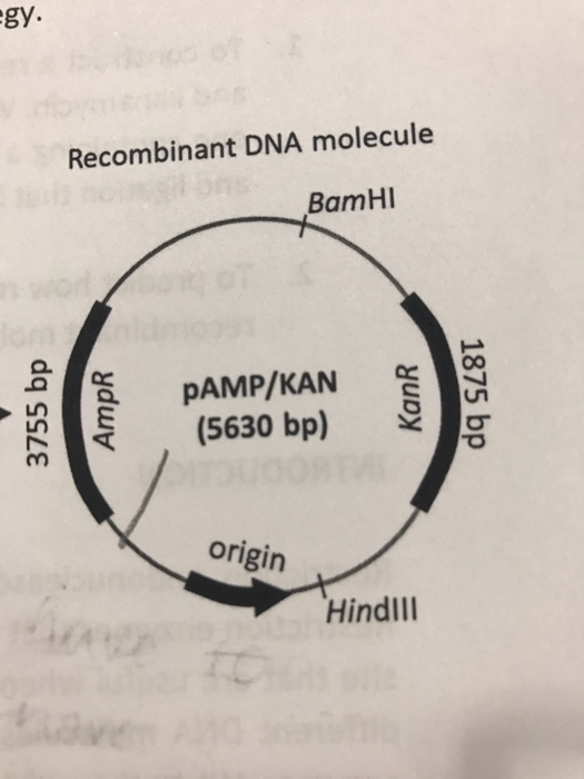 Solved Creating a recombinant DNA molecule with pAMP and | Chegg.com