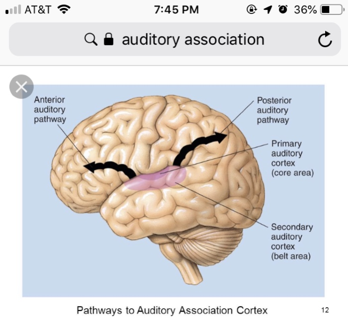 Primary And Secondary Auditory Cortex
