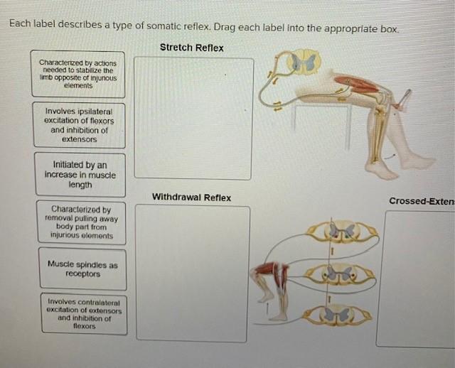 Solved Each label describes a type of somatic reflex. Drag | Chegg.com