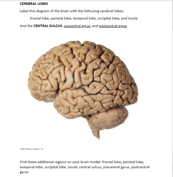 CEREBRAL LOBES Label this diagram of the brain with | Chegg.com