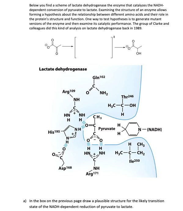 Solved Below you find a scheme of lactate dehydrogenase the | Chegg.com