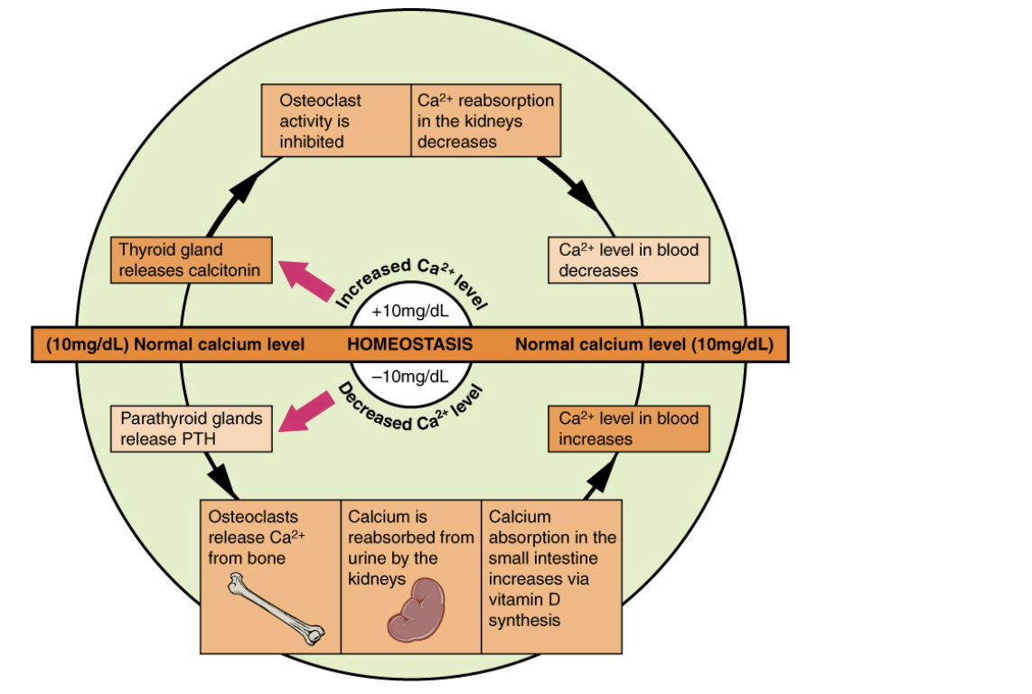 Calcium Feedback Loop
