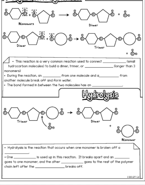 Solved & 8.8 Monomers Dimer O 18+80 Dimer Trimer (small | Chegg.com