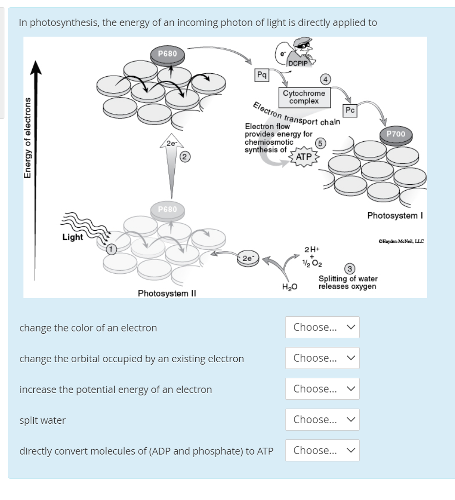 In photosynthesis, the energy of an incoming photon | Chegg.com