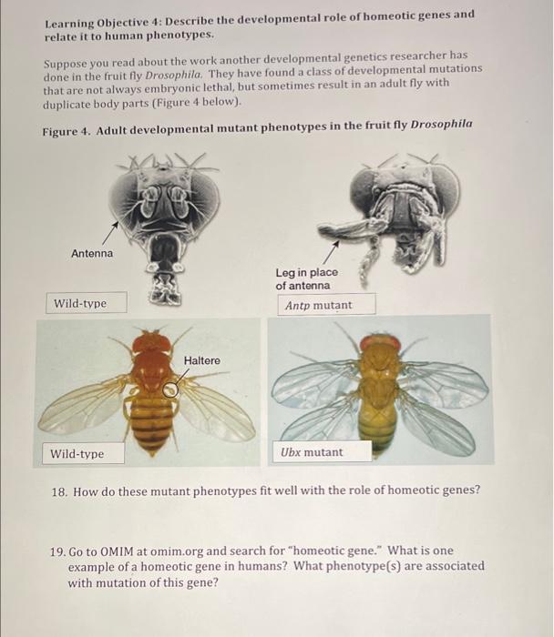 Solved Learning Objective 4: Describe the developmental role | Chegg.com
