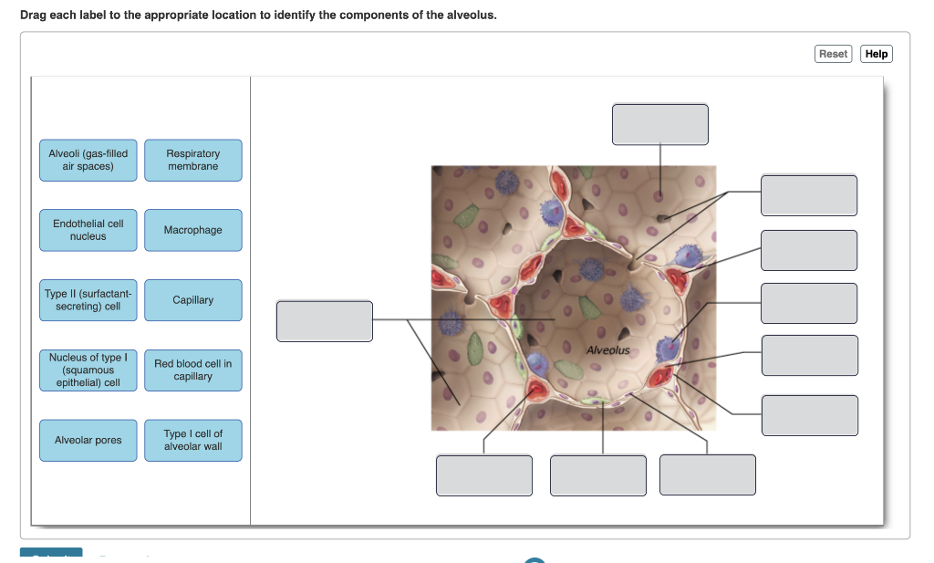 Solved Drag each label to the appropriate location to | Chegg.com