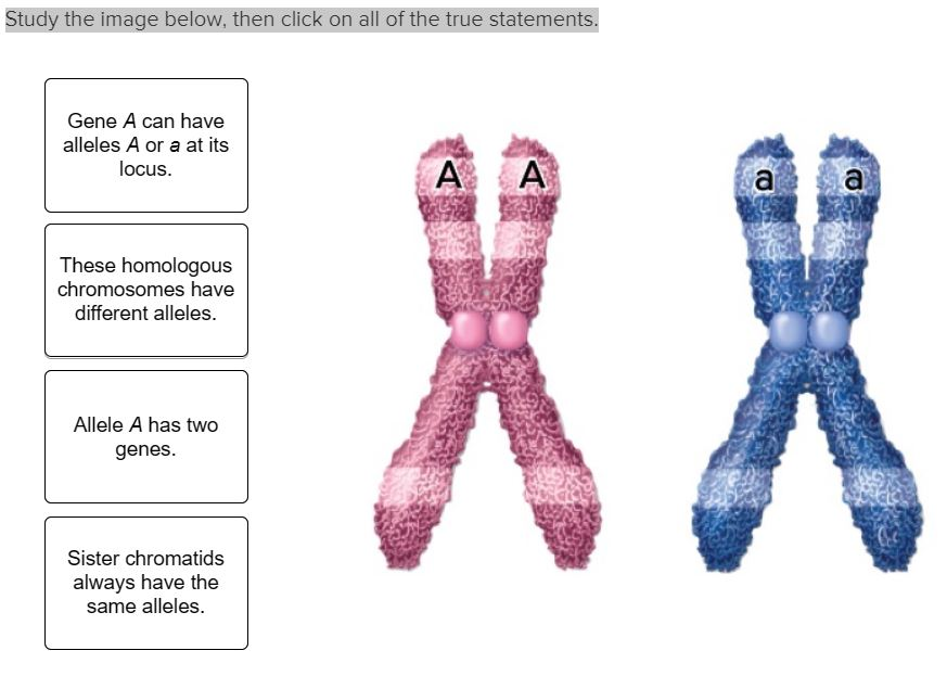 Solved tudy the image below, then click on all of the true | Chegg.com