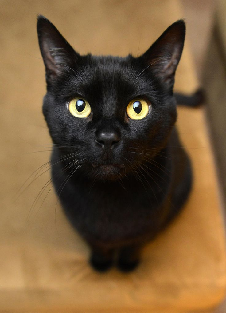 Draw a contour diagram of the black cat. a.) The | Chegg.com