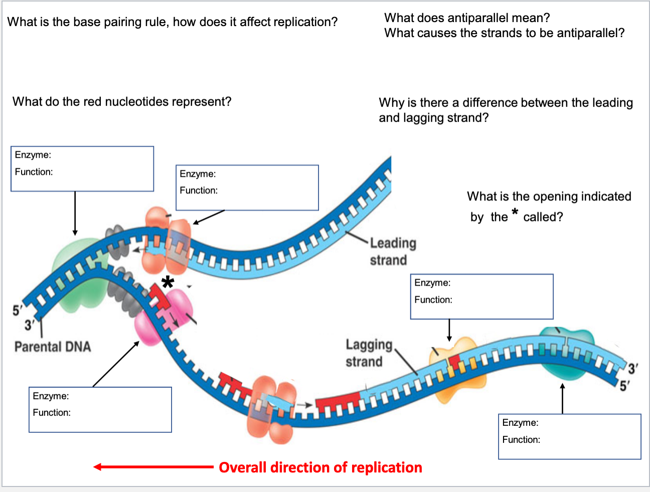 Solved What is the base pairing rule, how does it affect | Chegg.com