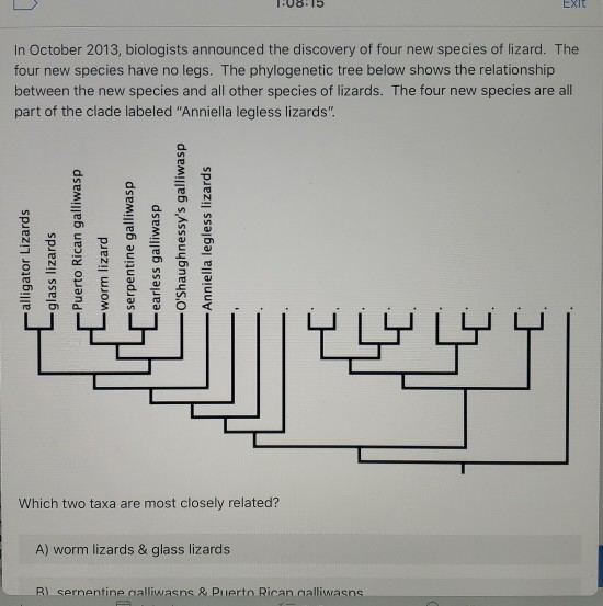 Solved alligator Lizards glass lizards Puerto Rican | Chegg.com