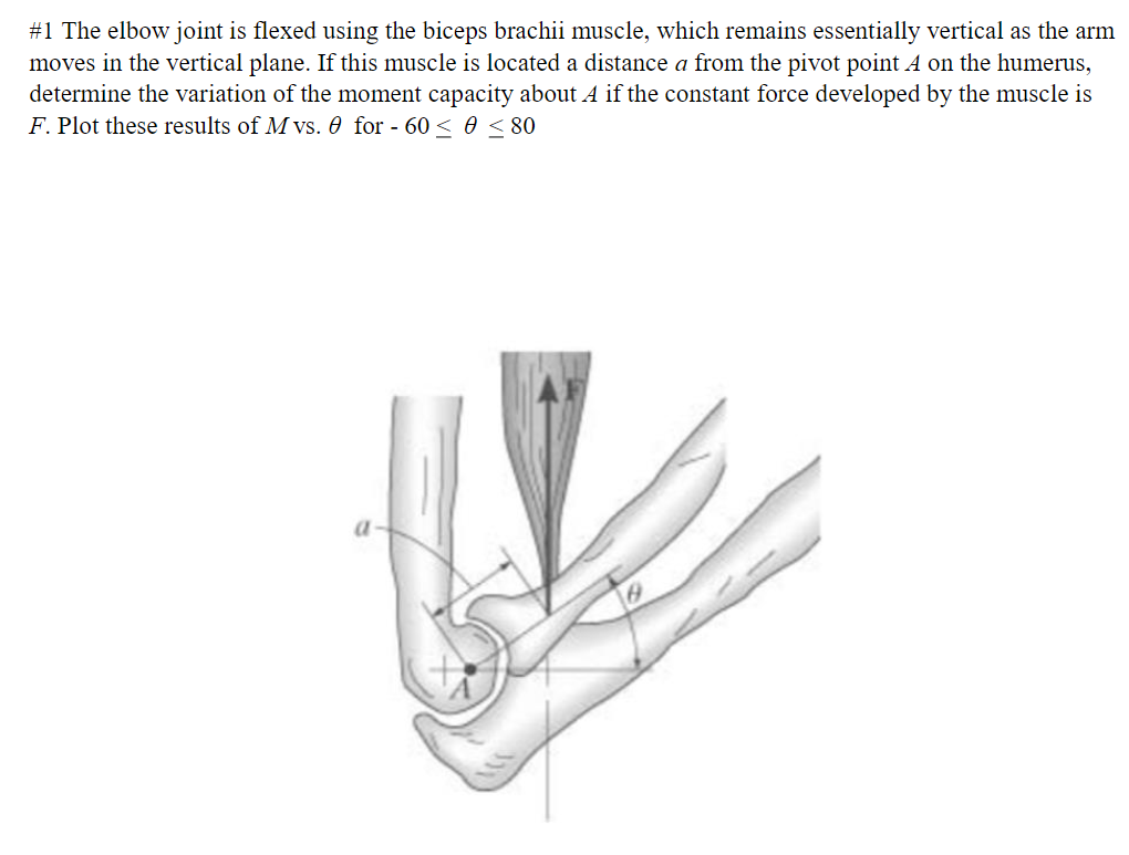 Solved #1 The elbow joint is flexed using the biceps brachii | Chegg.com