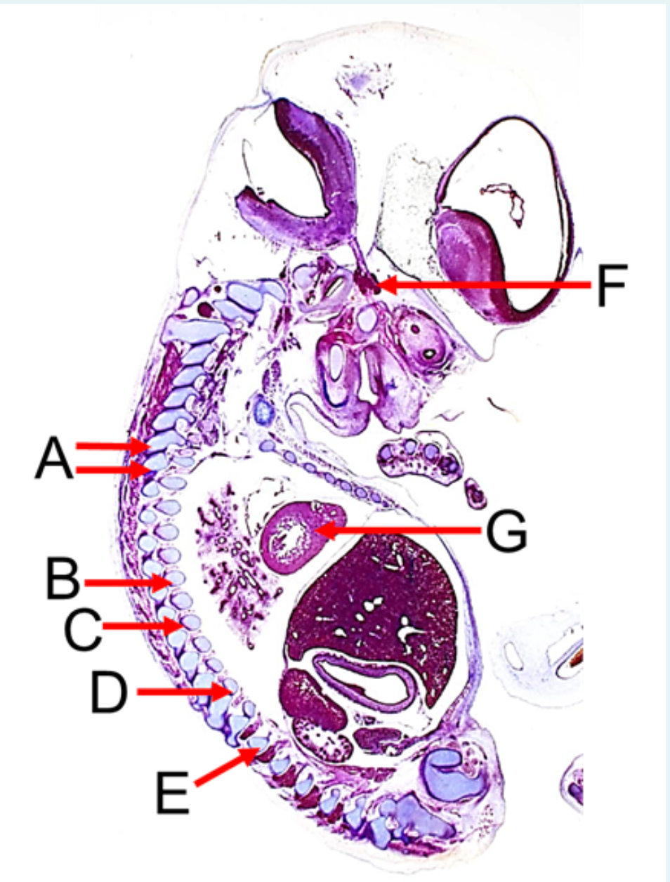 Solved Please label this diagram | Chegg.com