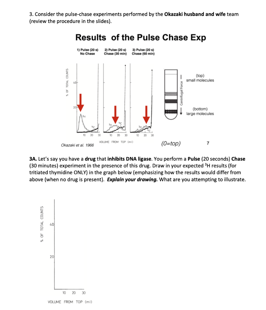 Solved 3. Consider the pulse-chase experiments performed by | Chegg.com