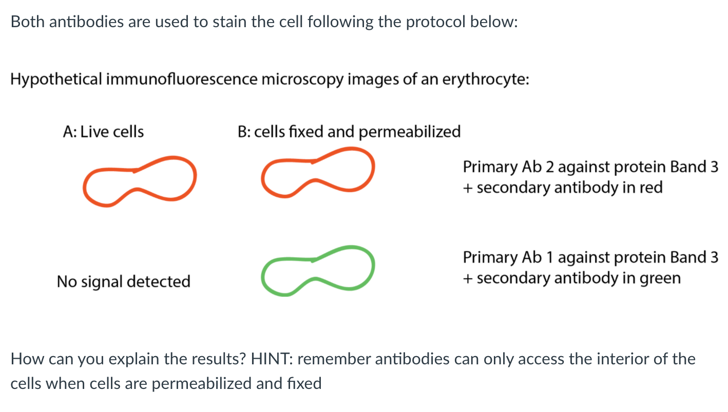 Solved Band 3 is a protein expressed in erythrocytes. We are | Chegg.com