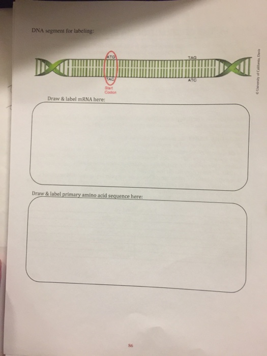 Solved PART 3A:THE CENTRAL DOGMA PROCESS 1. True or False: | Chegg.com