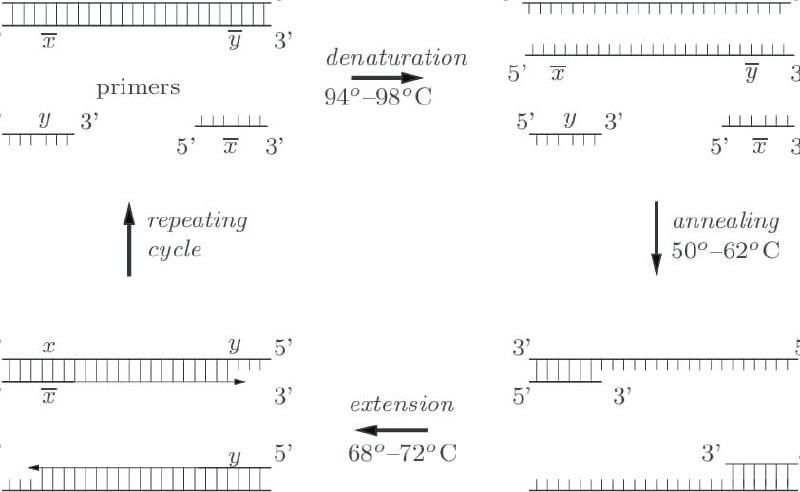 I y 37 denaturation 5' y 3 primers 94°-98°C Y 3 5'Y | Chegg.com