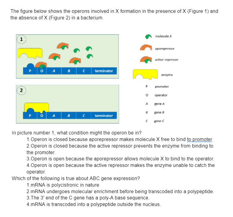 [Solved]: The figure below shows the operons involved in