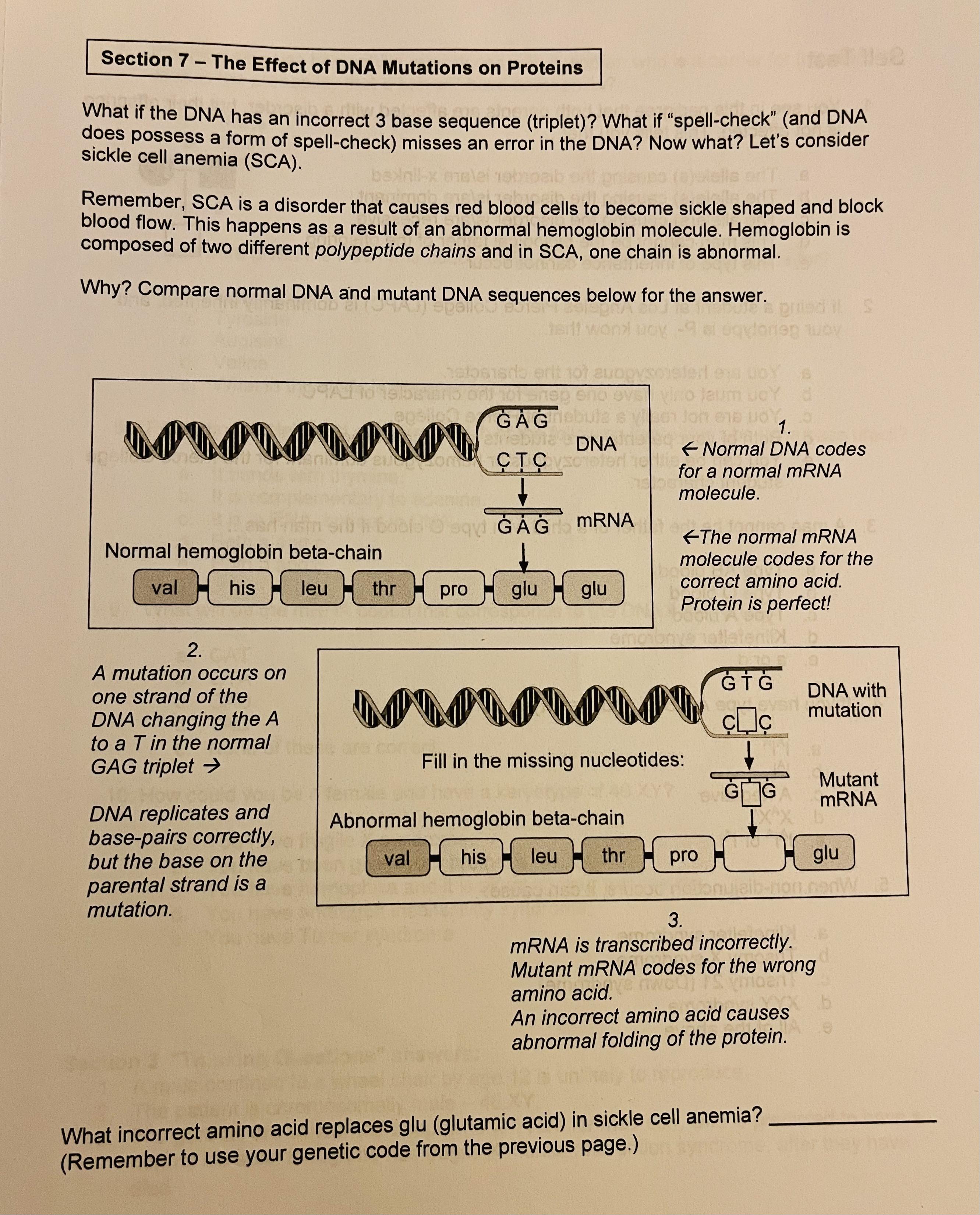 Solved 2. In humans, the allele for normal skin pigmentation | Chegg.com