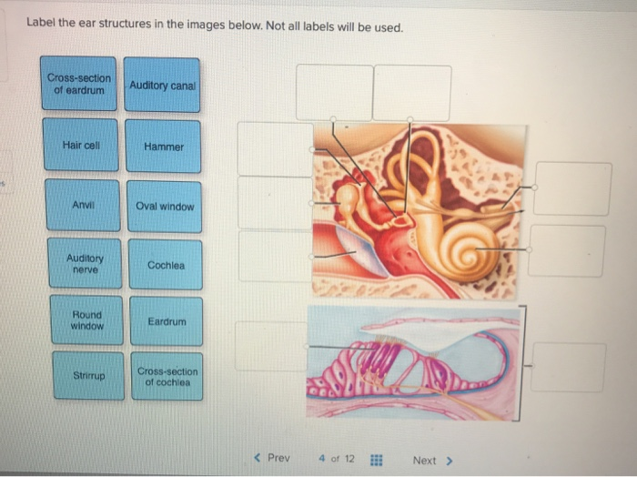 Solved Label the ear structures in the images below. Not all | Chegg.com