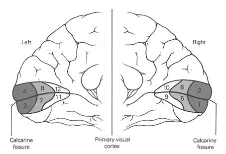 Solved This drawing depicts the calcarine sulcus (or | Chegg.com