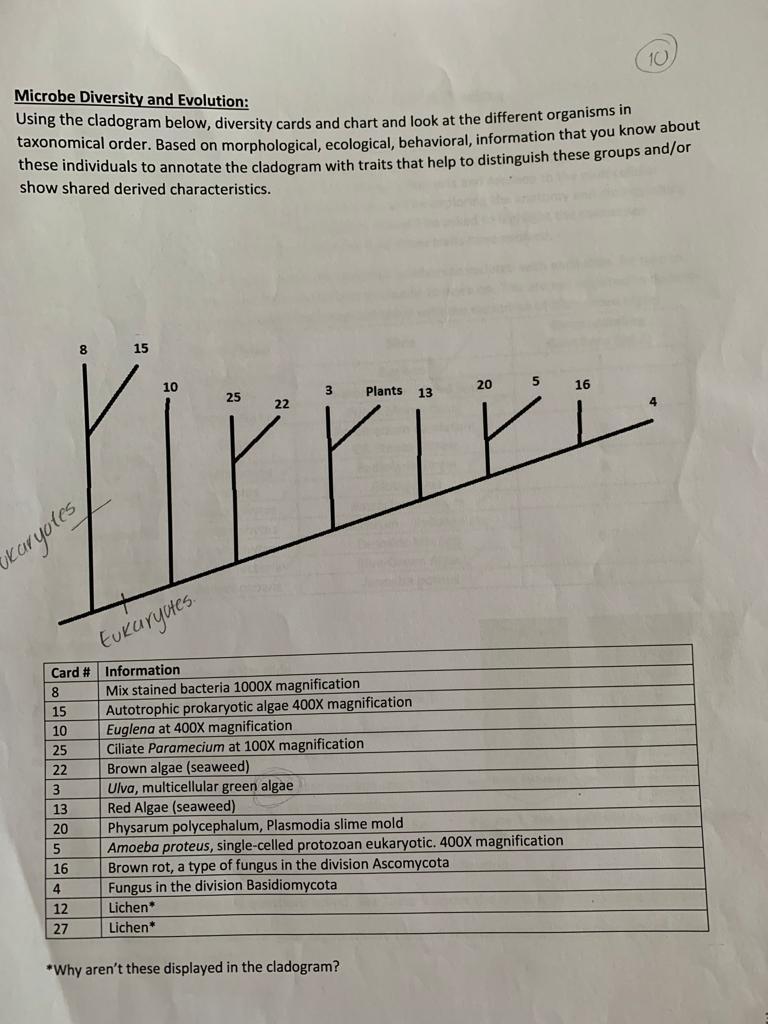 Microbe Diversity and Evolution: Using the cladogram | Chegg.com