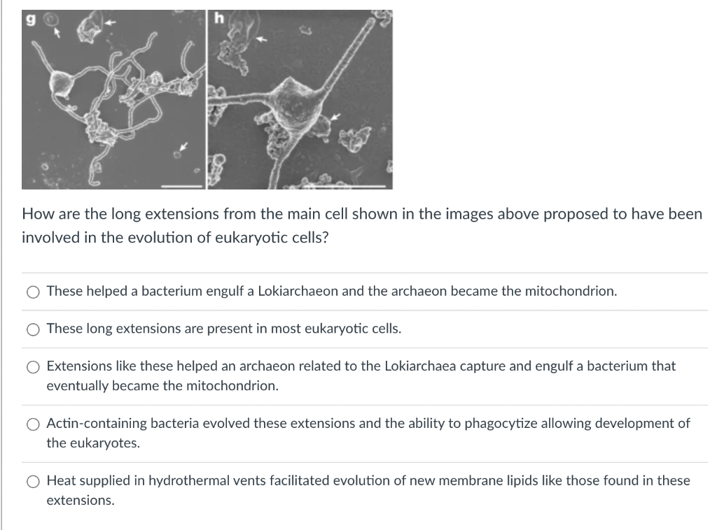 Solved How are the long extensions from the main cell shown | Chegg.com