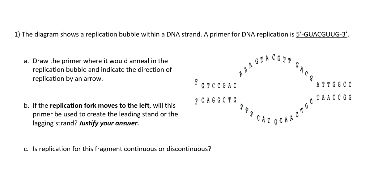 Solved 1) The diagram shows a replication bubble within a | Chegg.com