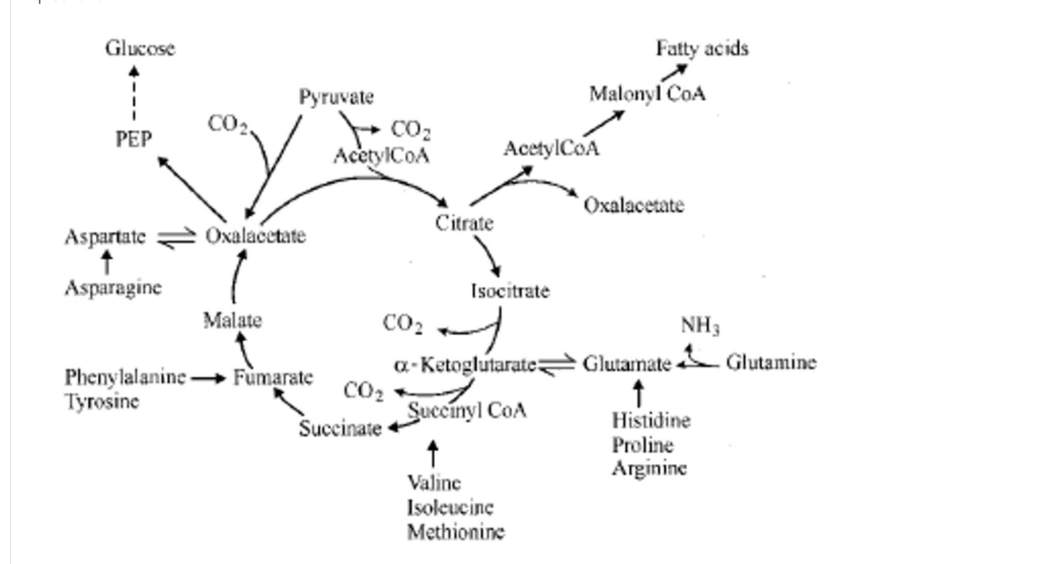 Solved A) ﻿What type of reaction is this - ﻿anaplerotic or | Chegg.com