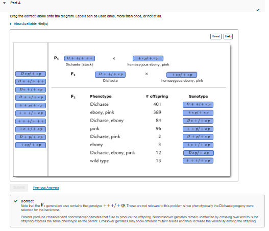 Solved In Drosophila. Dichaete (D) is a mutation on | Chegg.com