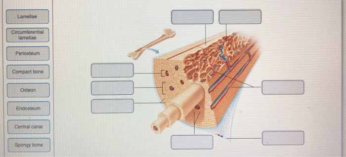 Solved Lamellae Circumferential lamellae Periosteum Compact | Chegg.com