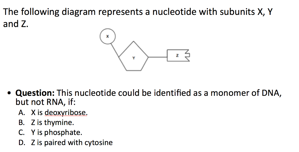 Nucleotides Diagram
