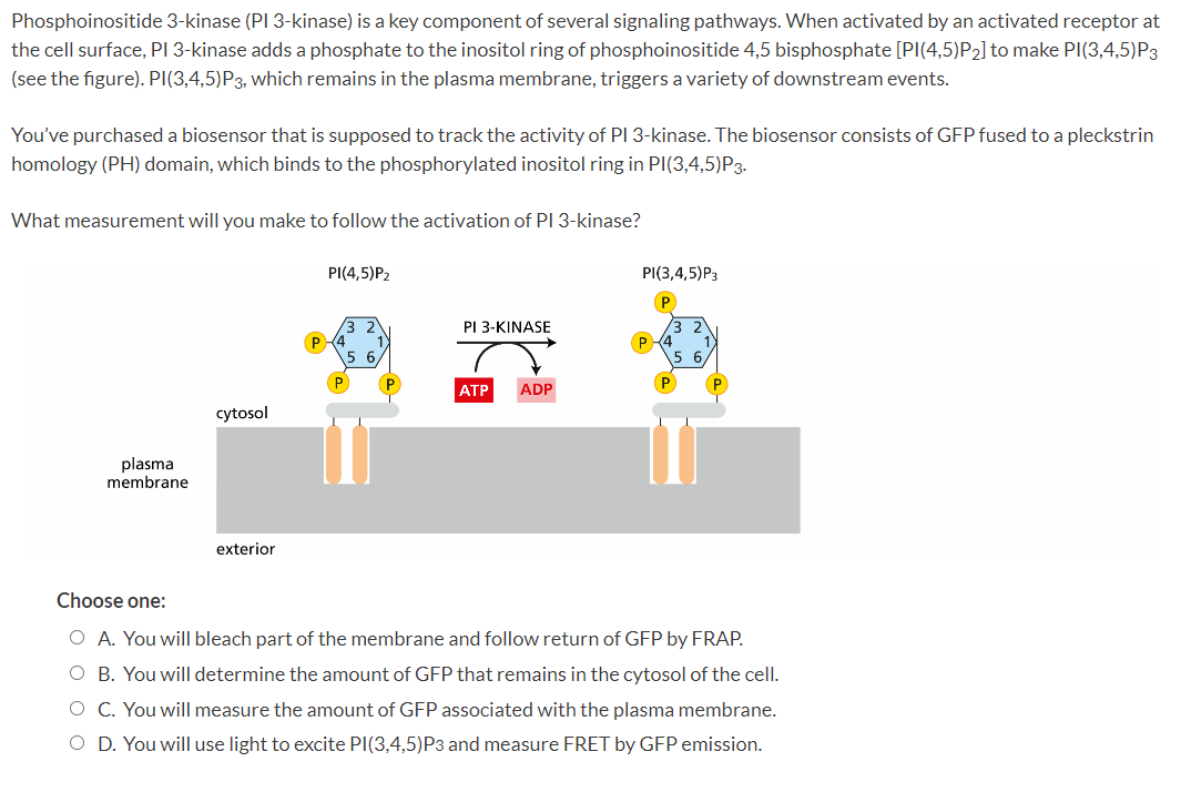 Solved Phosphoinositide 3-kinase (PI 3-kinase) is a key | Chegg.com