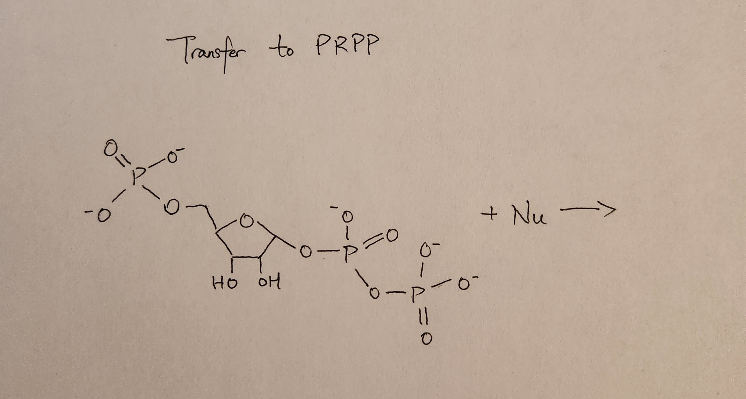 Solved Transfer to PRPP | Chegg.com