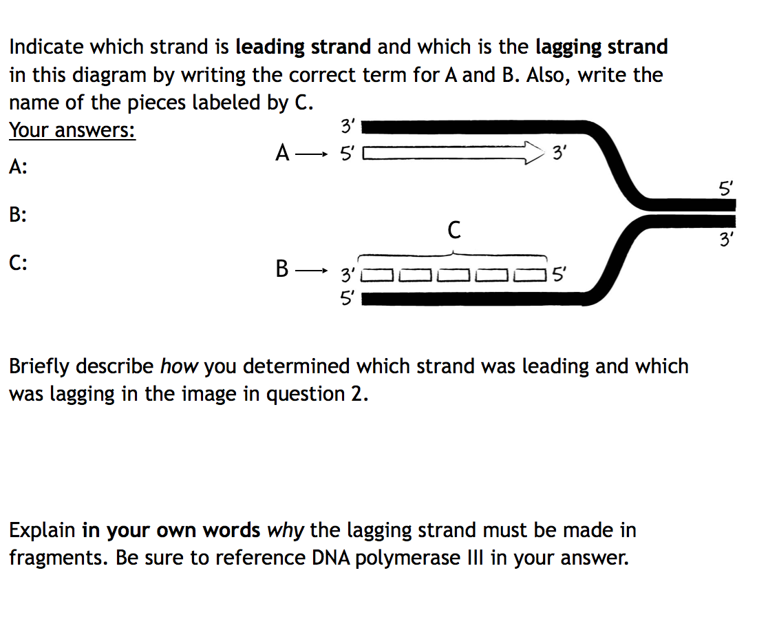 Solved Indicate which strand is leading strand and which is | Chegg.com