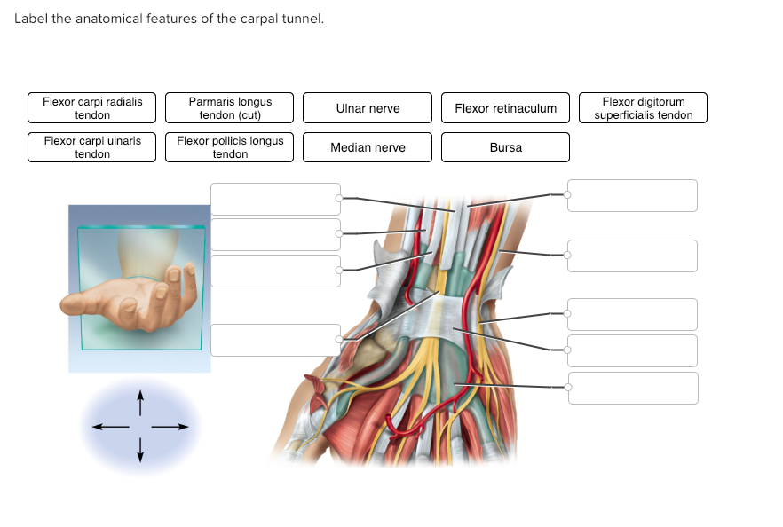 Solved Label the anatomical features of the carpal tunnel. | Chegg.com