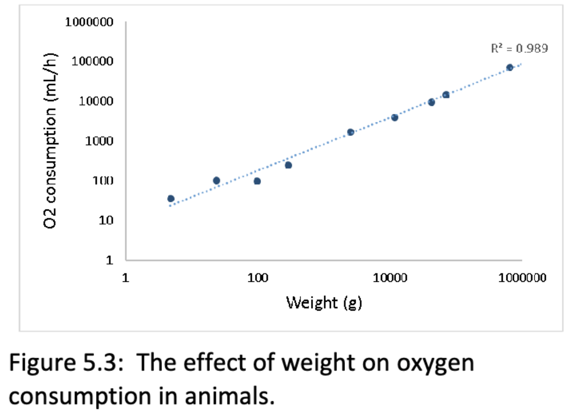 The oxygen consumption of a giraffe (1,000,000 g) and | Chegg.com