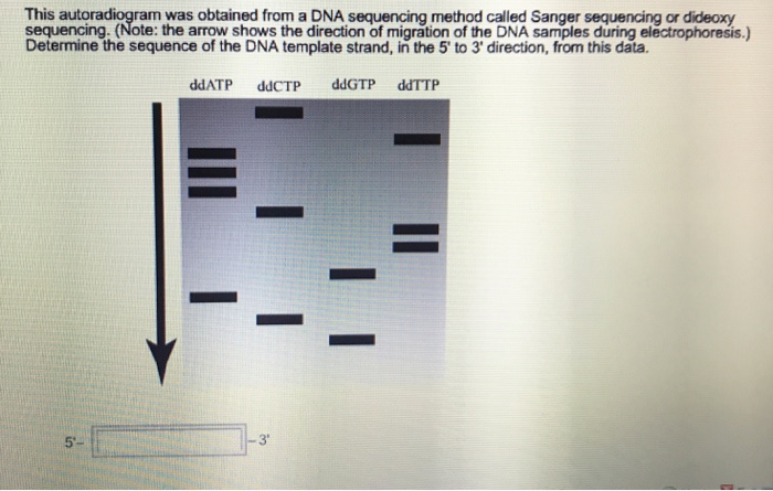 Solved This autoradiogram was obtained from a DNA sequencing | Chegg.com
