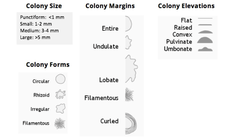 Solved Describe fully the colonial morphology of the | Chegg.com