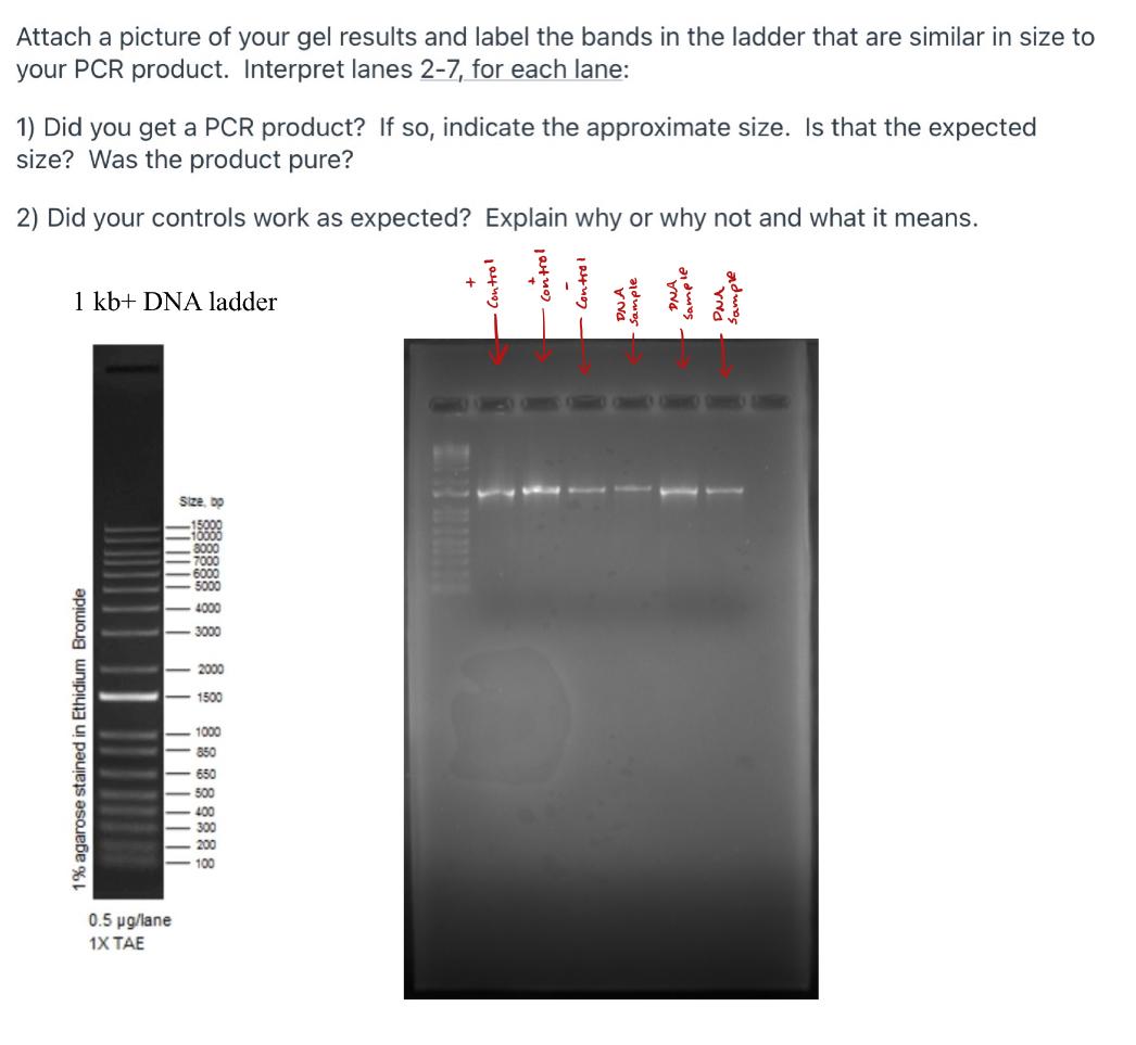Attach a picture of your gel results and label the | Chegg.com